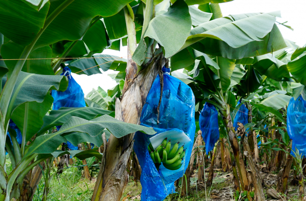 The Impact of Pesticides on Biodiversity: A Case Study of Banana ...