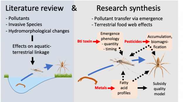 A synthesis of research related to aquatic-terrestrial coupling through emergence-mediated ...